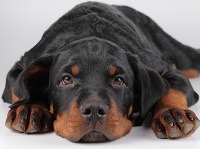 Najväčšie metropoly chystajú oslavy: Svet sa pripravuje na vítanie roka ...