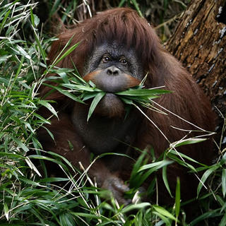 V Amazónii objavili nový druh opice | Topky.sk