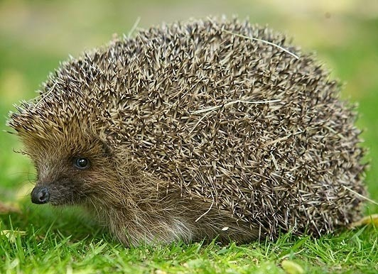 Ježko je morbídne obézny, nedokáže sa zmotať do klbka! - galéria | Topky.sk