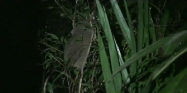 Česi objavili obrieho hlodavca, žije na jedinom mieste na Zemi ...