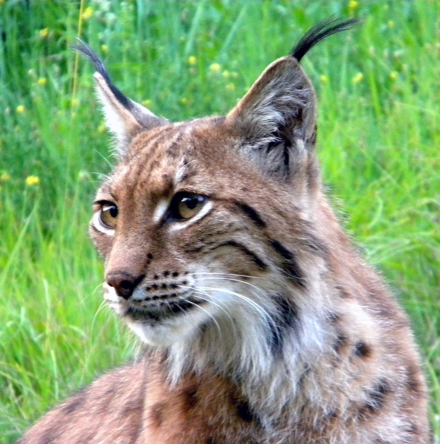 V košickej zoo sa prvýkrát narodili rysy – galéria | Topky.sk