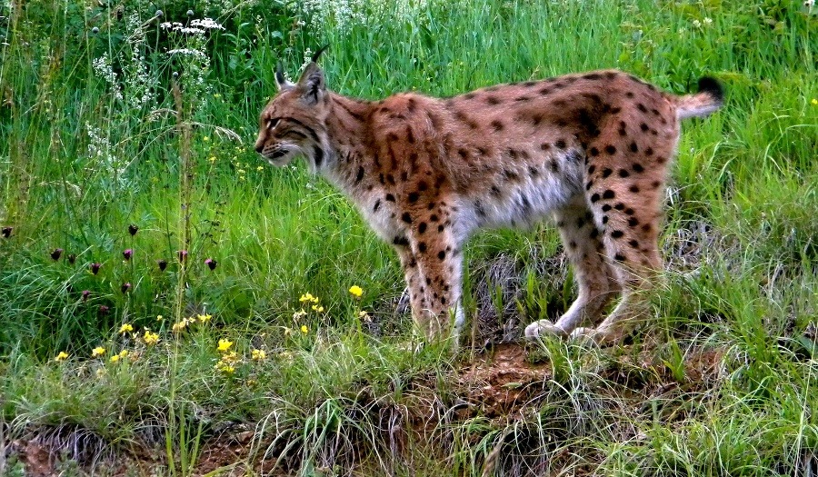 V košickej zoo sa prvýkrát narodili rysy – galéria | Topky.sk