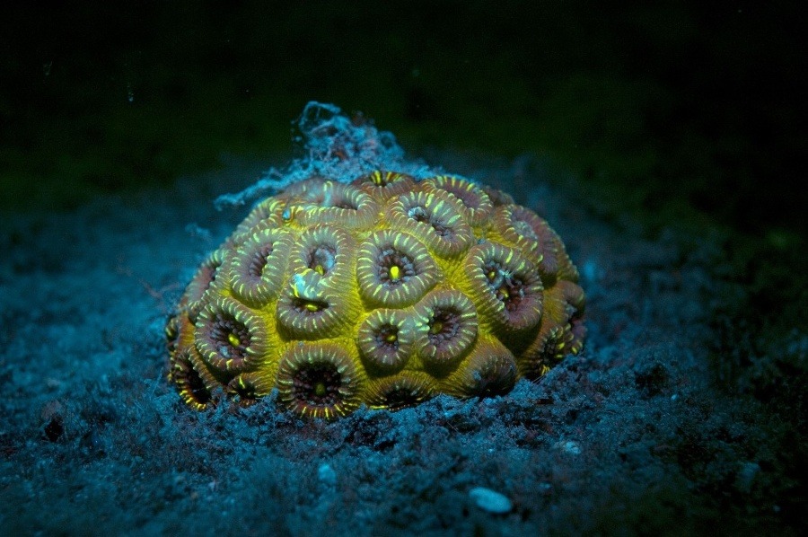 FOTOREPORTÁŽ Keď Červené more svieti! – galéria | Topky.sk