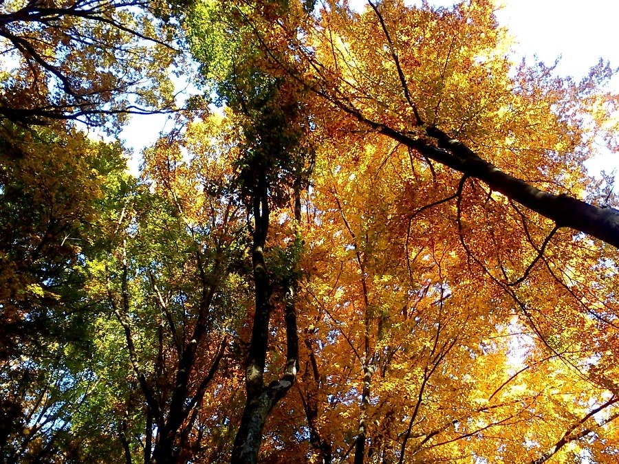 Jesenné prechádzky lesom a kopcami na vašich fotkách! – galéria | Topky.sk