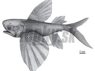 Unikátny objav: Vedci objavili fosíliu najstaršej lietajúcej ryby ...