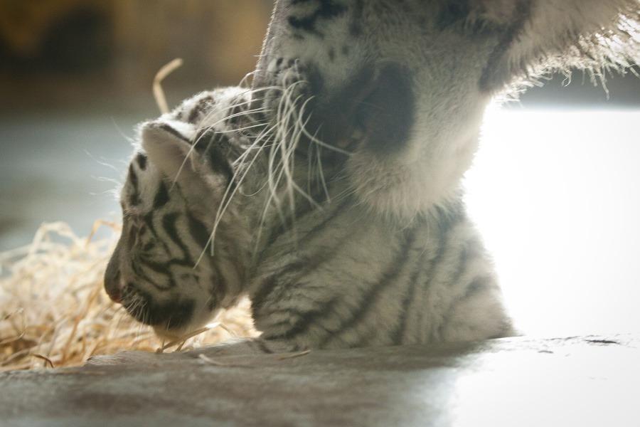 Tigria nádielka v bratislavskej ZOO: Pozrite si huňaté mláďatká ...