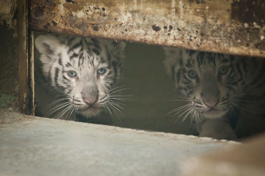 Tigria nádielka v bratislavskej ZOO: Pozrite si huňaté mláďatká ...