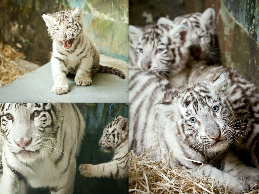 Tigria nádielka v bratislavskej ZOO: Pozrite si huňaté mláďatká ...