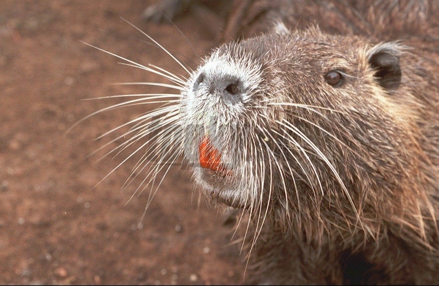 Rybár (†60) chcel fotku s bobrom: Ten zaútočil a prehrýzol mu tepnu ...
