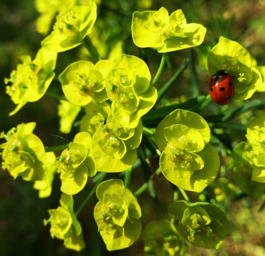 FOTOREPORTÁŽ Farebná jar ovládla celé Slovensko: Pozrite sa na to ...