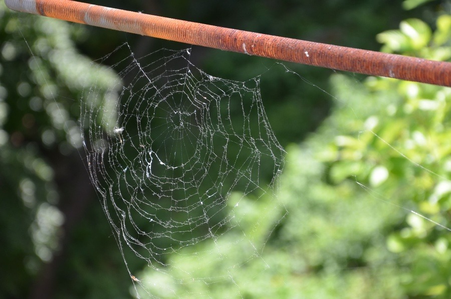 FOTOREPORTÁŽ Farebná jar ovládla celé Slovensko: Pozrite sa na to ...