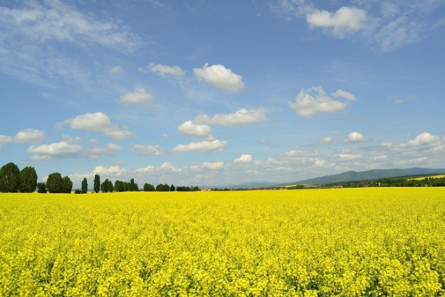FOTOREPORTÁŽ Farebná jar ovládla celé Slovensko: Pozrite sa na to ...