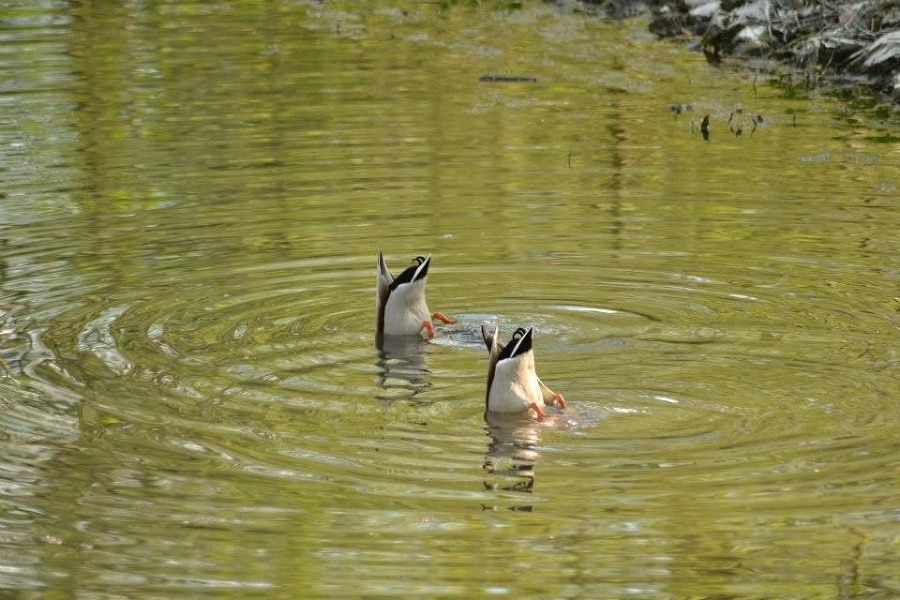 FOTOREPORTÁŽ Farebná jar ovládla celé Slovensko: Pozrite sa na to ...