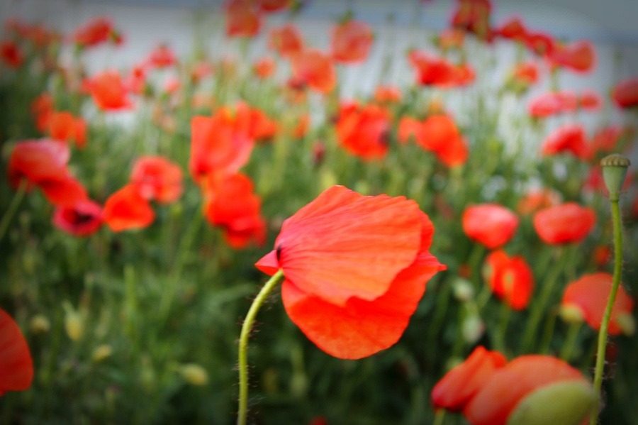 FOTOREPORTÁŽ Farebná jar ovládla celé Slovensko: Pozrite sa na to ...