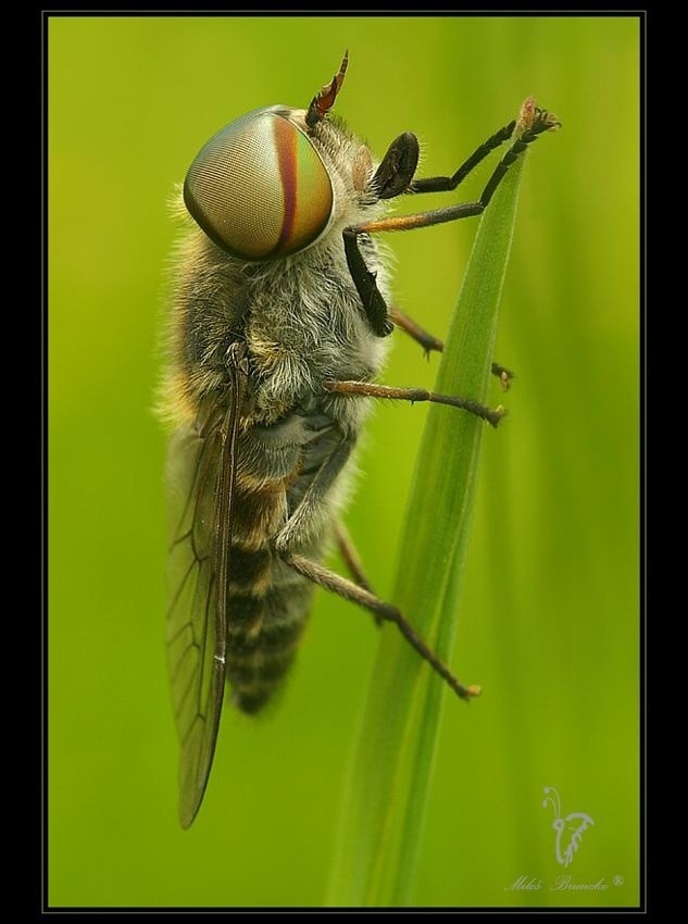 FOTOREPORTÁŽ Farebná jar ovládla celé Slovensko: Pozrite sa na to ...