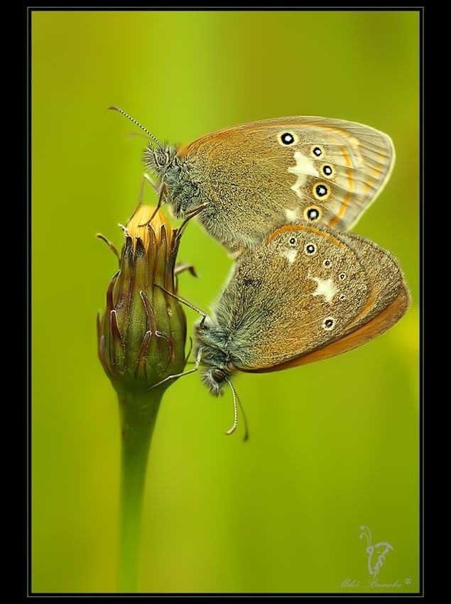 FOTOREPORTÁŽ Farebná jar ovládla celé Slovensko: Pozrite sa na to ...