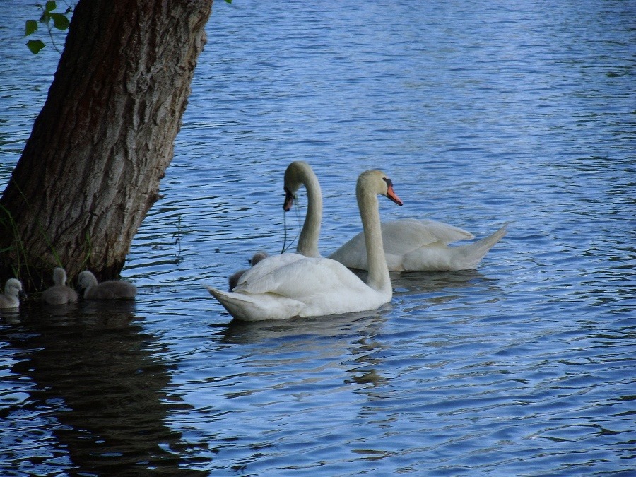 FOTOREPORTÁŽ Farebná jar ovládla celé Slovensko: Pozrite sa na to ...