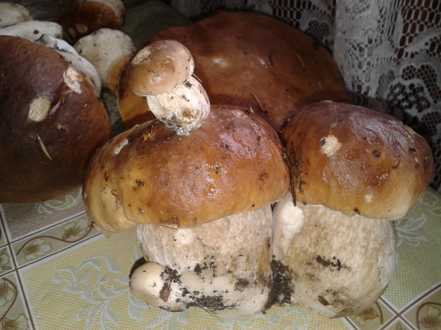 Hríbová celosvetová rarita na Slovensku: Jozef našiel parádny dubák s ...