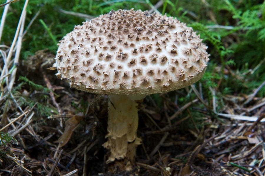 Prvá obeť hubárskej sezóny: Mladíkovo telo zlyhalo po otrave bedličkou ...