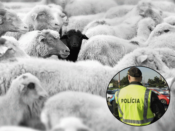 Čierna ovca polície v Senici: Andreja vyzliekla z uniformy láska k ...