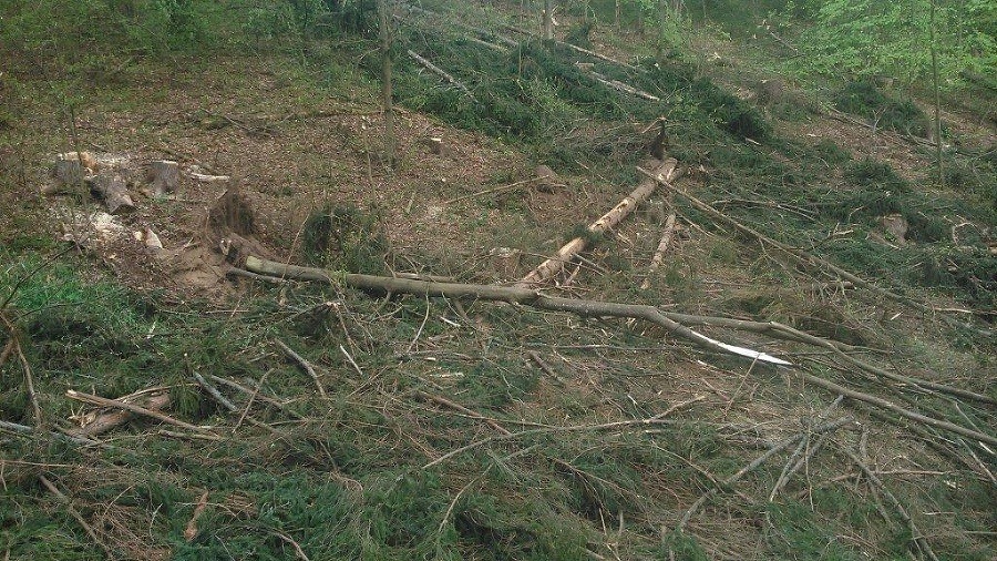 Tragická cesta na drevo: Otca (†49) zavalil mohutný buk - galéria ...