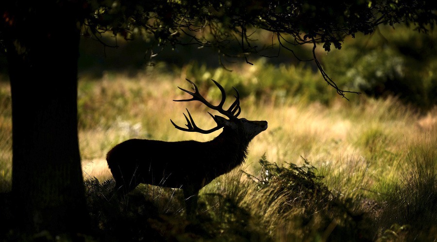 Pytliak David (29) odrezával jeleňom hlavy: Za ohavné činy zvolil sudca ...