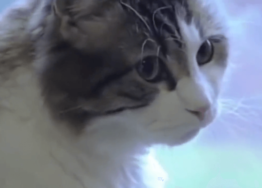 Kocúr na VIDEU má desivú schopnosť: Cíti pach smrti, predpovedal ju už ...