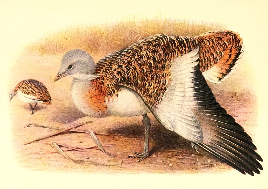 Dobré správy: Na Slovensko sa vrátil takmer vyhynutý druh zvieraťa ...