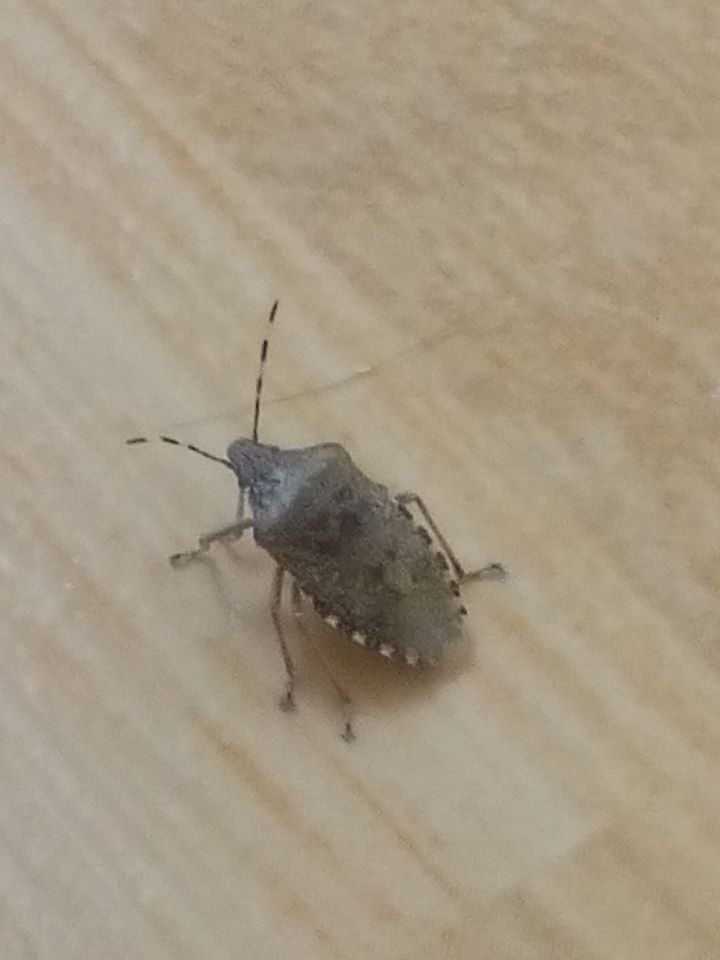 Ľudí zo Susedskej burzy trápi chrobák na FOTO: Ivana všetkých poprosila ...