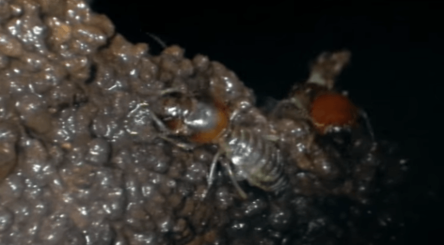 Termity sú pánmi architektúry: FOTO toho, čo vytvorili, musíte vidieť ...