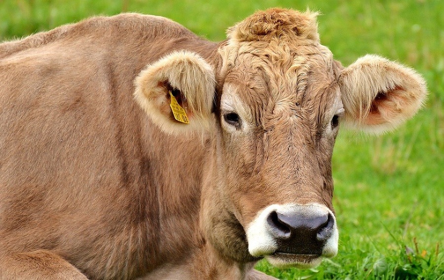 Prírodovedci sú šokovaní: Pozrite, čomu dala prednosť krava na FOTO ...
