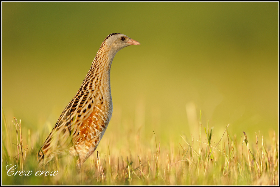 FOTO Na Slovensko sa po 70 rokoch vrátil najväčší lietajúci vták: Slová ...