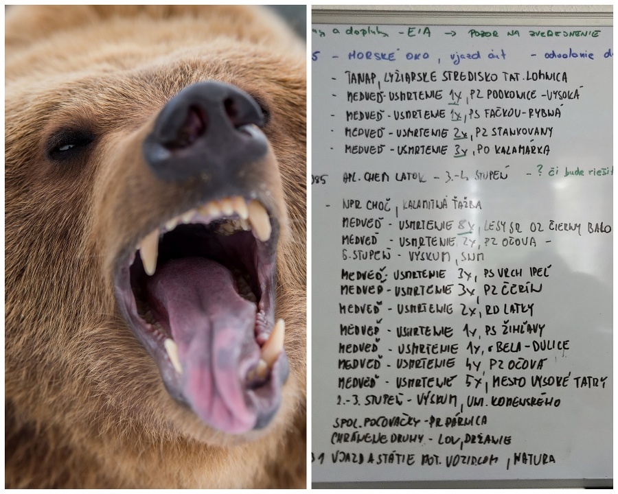 Začal sa veľký lov na medvede, varujú ochranári! Toto sú miesta na ...