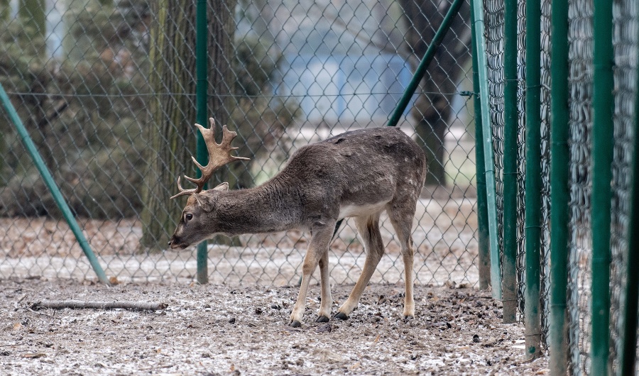 Zviera opäť obeťou nezodpovednosti: V nitrianskom parku uhynul daniel ...