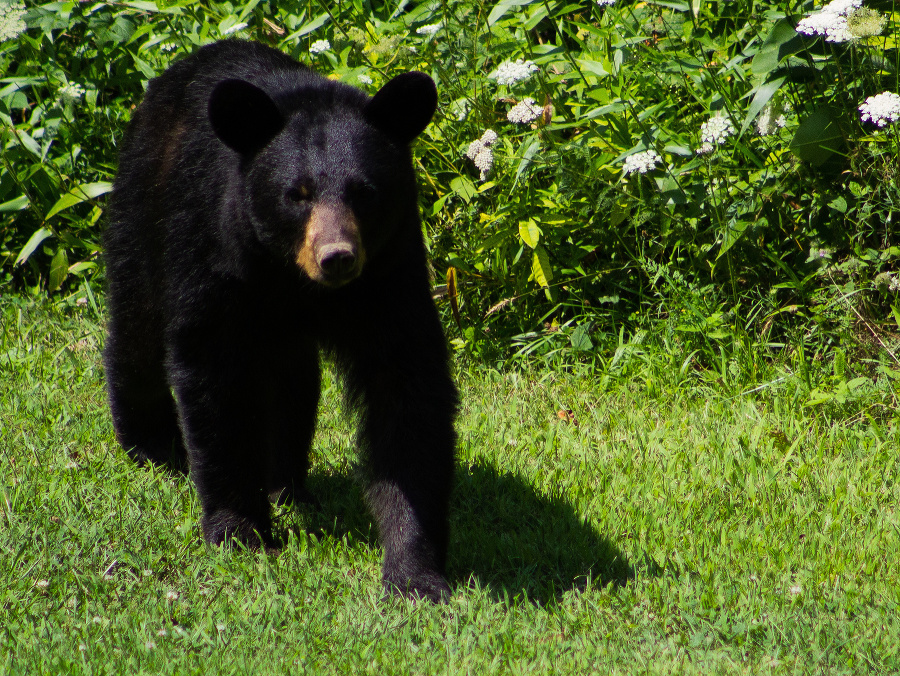 VIDEO Ochranári zúria: Princ mal zastreliť najväčšieho medveďa v ...