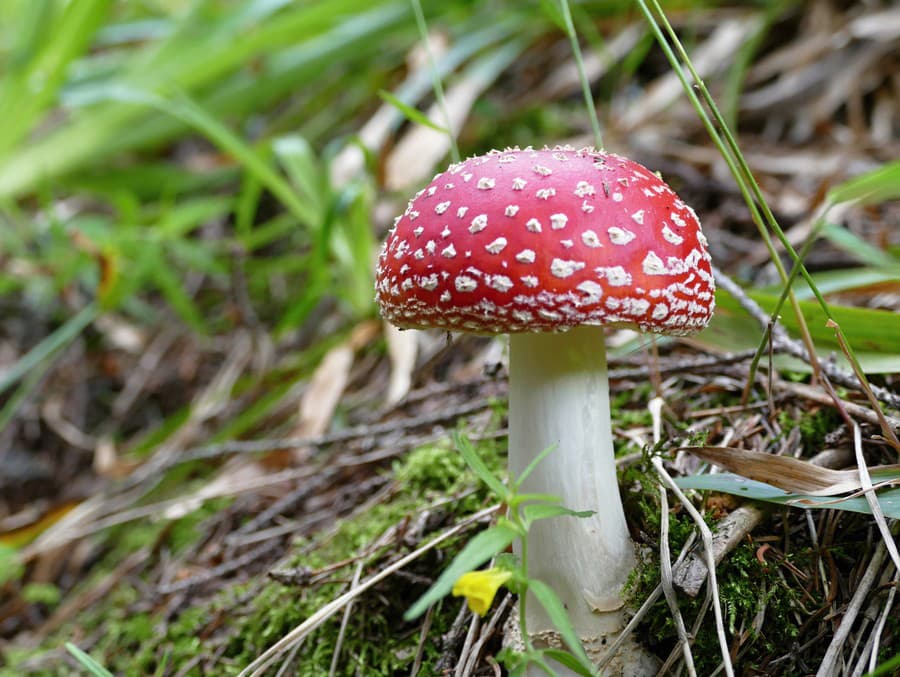 Vyše 100 ľudí sa tento rok otrávilo hubami: Ak hríby nepoznáte ...