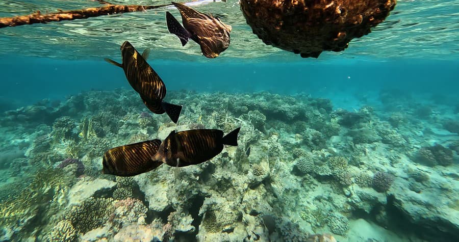 Fascinujúci podmorský svet v Červenom mori: V obľúbenej destinácii ...