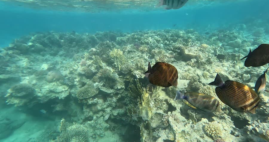 Fascinujúci podmorský svet v Červenom mori: V obľúbenej destinácii ...