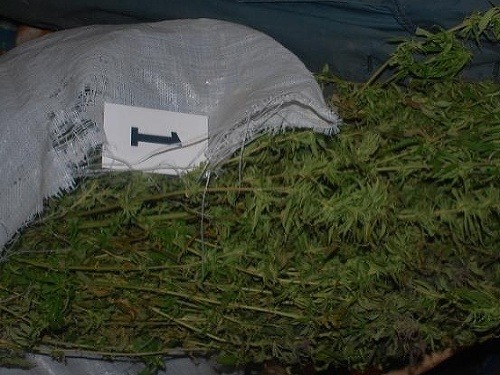 Päťdesiatnička pestovala marihuanu na povale – galéria | Topky.sk