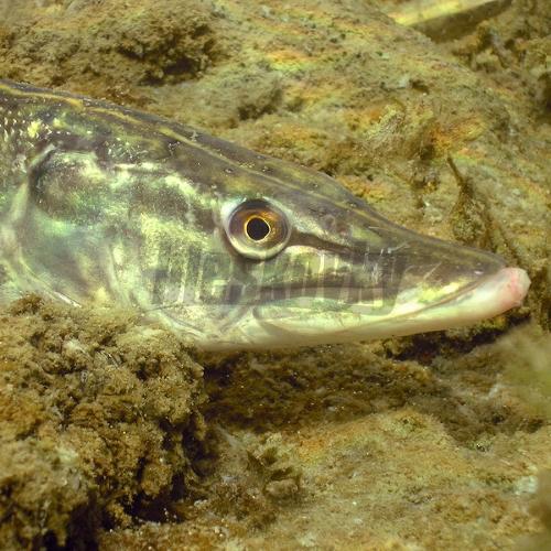 Veľká šťuka útočí na plavcov – galéria | Topky.sk