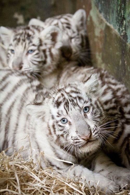 Tigria nádielka v bratislavskej ZOO: Pozrite si huňaté mláďatká ...