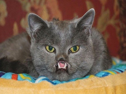 Kocúrik s rázštepom vyzerá ako upír: Bude liečiť postihnuté deti ...