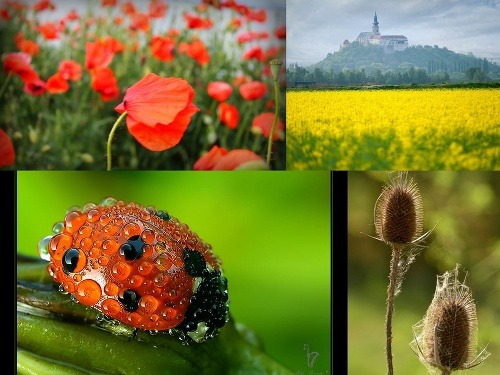 FOTOREPORTÁŽ Farebná jar ovládla celé Slovensko: Pozrite sa na to ...