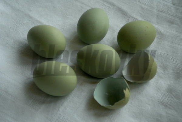 Sliepka znáša zelené vajíčka – galéria | Topky.sk