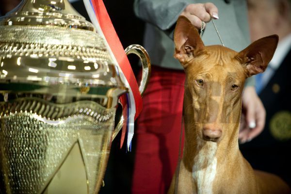 Najkrajším psom sveta je faraónsky pes zo Švédska – galéria | Topky.sk