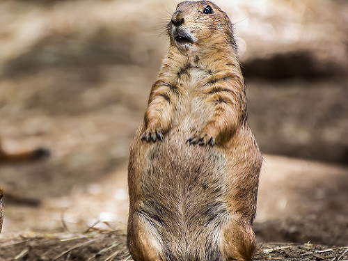 Prízrak moru obchádza svet: Muž a jeho tehotná žena podľahli smrteľnej ...