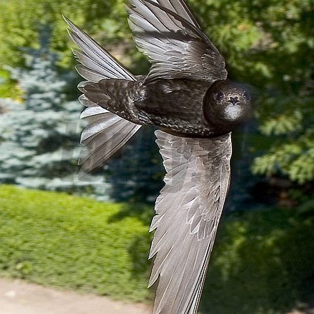 Najrýchlejší vták dokáže letieť takmer 112 km/h – galéria | Topky.sk