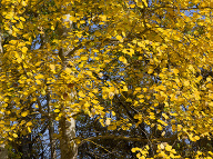 Bežný strom s ohromnými účinkami: Topoľ si poradí s boreliózou a ...