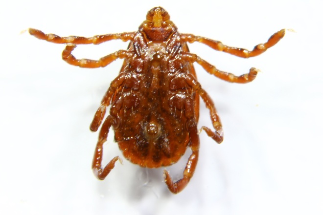 Rhipicephalus sanguineus. Zdroj foto: Zoologický ústav SAV – obrázky ...