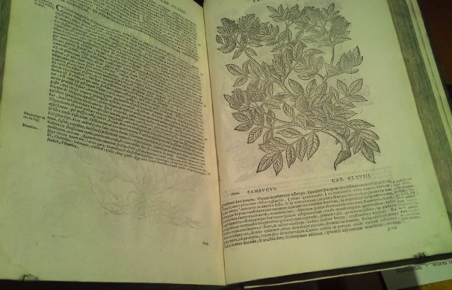 Mattioliho herbár. Foto: archív Ivana Šalamona – obrázky | Vyšetrenie.sk